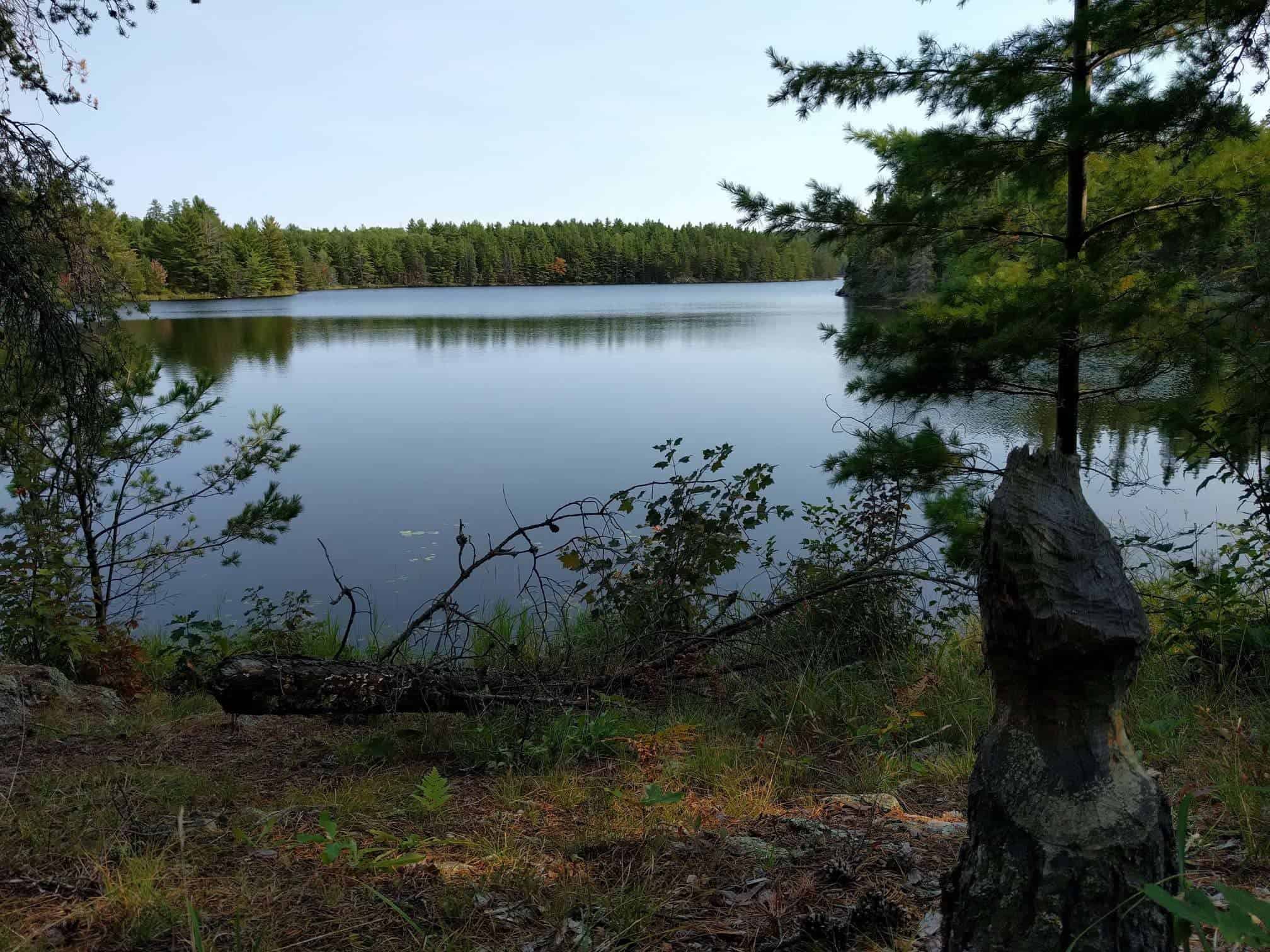 Brown Lake Hiking Trail in Voyageurs National Park