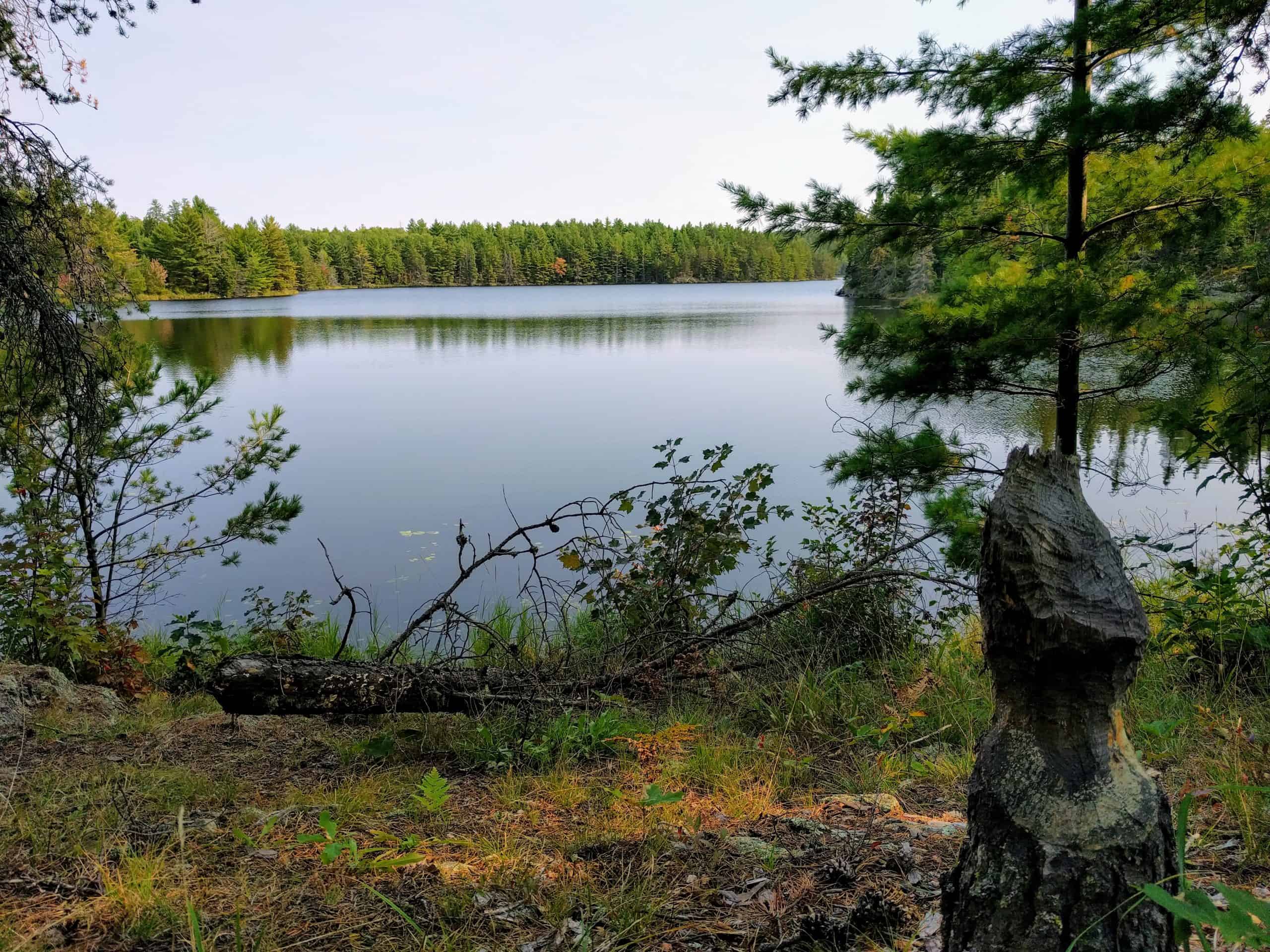 Brown Lake Hiking Trail in Voyageurs National Park